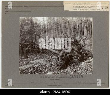 Injured Trees - New Jersey. Photographs Relating to National Forests ...
