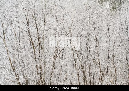Winter frosts- Speckled alder, Greater Sudbury, Ontario, Canada Stock ...