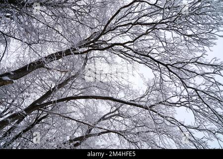 a scenic wintery background with large frozen trees covered with rime ...