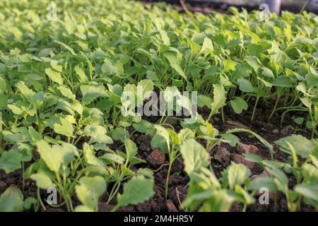 tasty and healthy turnips growing in a greenhouse Stock Photo - Alamy