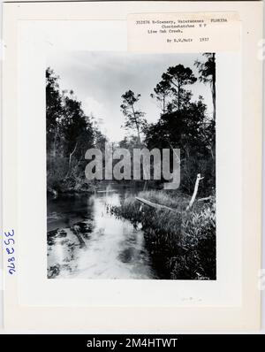 River Scenes - Florida. Photographs Relating to National Forests ...