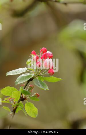 Apple tree (Malus domestica) pink blossoms in spring, Wilden, North ...