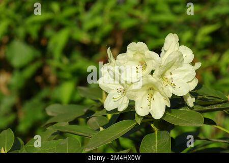 Rhododendron flowers (Rhododendron Homer), in a garden, Wilden, North ...