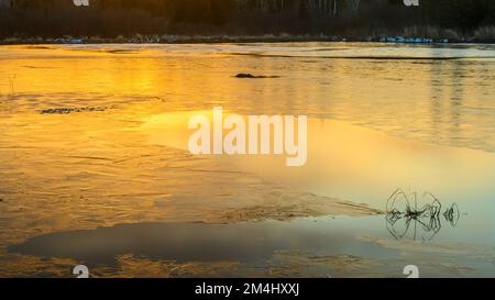Beaver pond in spring, at sunrise, Greater Sudbury, Ontario, Canada ...