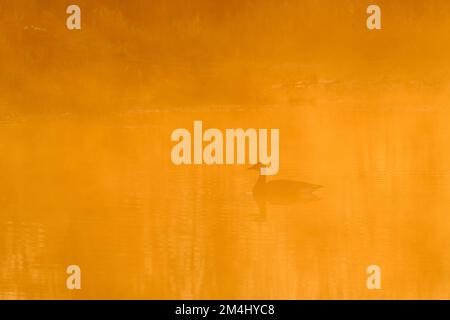 Canada goose (Branta canadensis) loafing in a beaver pond at dawn ...