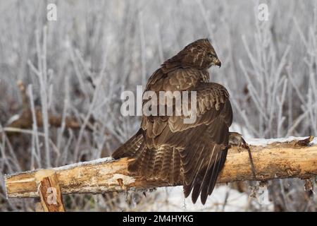 Common steppe buzzard (Buteo buteo) in winter, light brown colour morph ...