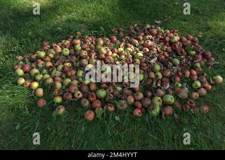 Fallen fruit on the lawn, Nidersachsen, Germany Stock Photo - Alamy