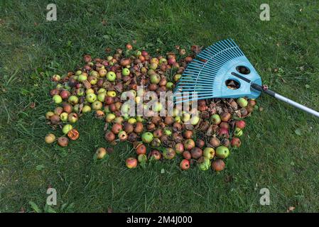 Fallen fruit on the lawn, Nidersachsen, Germany Stock Photo - Alamy