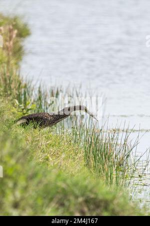 Zuid-Amerikaanse Roerdomp, Pinnated Bittern Stock Photo - Alamy