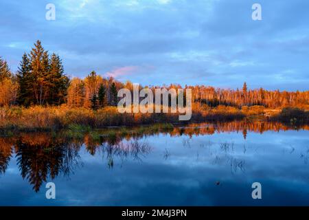 Sunrise reflections in a beaver pond in early spring, Greater Sudbury ...