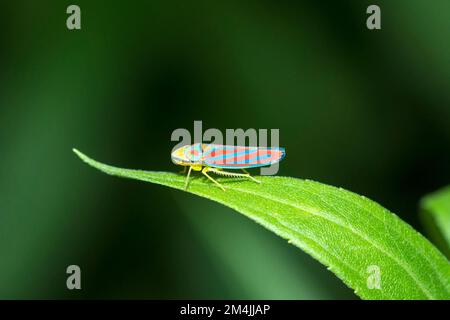 A closeup of a red-banded leafhopper on a plant Stock Photo - Alamy