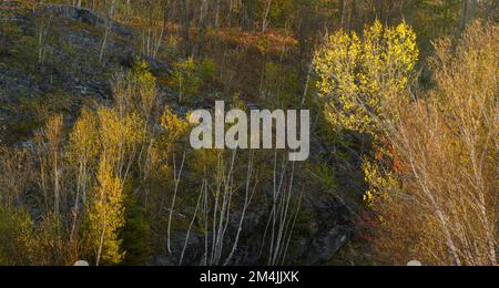 Emerging foliage in white birch trees, Greater Sudbury, Ontario, Canada ...