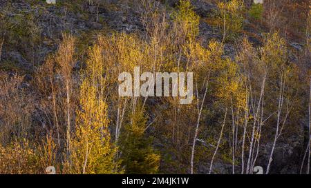 Emerging foliage in white birch trees, Greater Sudbury, Ontario, Canada ...