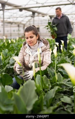 Skilled florist girl working with flowering cyclamen plants in ...