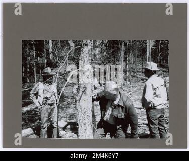 Foresters at Work - Colorado. Photographs Relating to National Forests ...