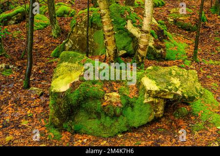 Cedar woodland, moss covered rock outcrops, Bruce Peninsula National ...