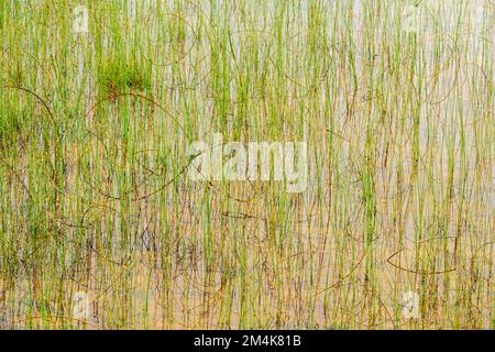 The Fen at Dorcas Bay, wetland plants, Bruce Peninsula National Park ...