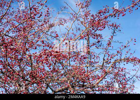 Frutos rojos del majuelo en las ramas de su árbol a finales de otoño ...