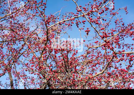 Frutos rojos del majuelo en las ramas de su árbol a finales de otoño ...