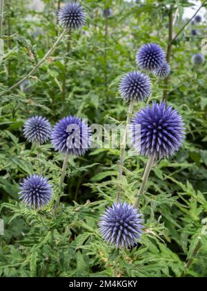 A closeup shot of Echinops setifer flowers in a garden Stock Photo - Alamy