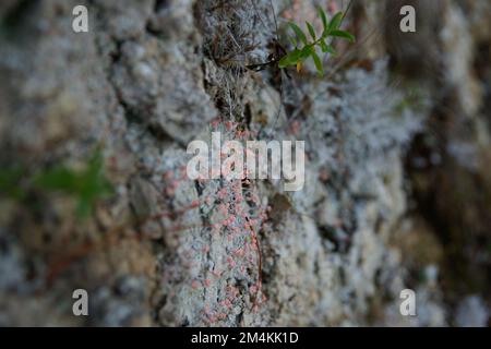 Leratiomyces erythrocephalus, the Scarlet pouch fungi growing on ground ...