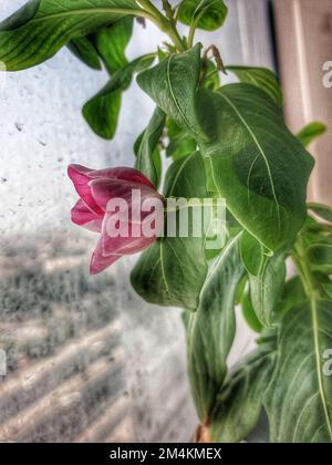 Vertical shot of a beautiful purple flower with green leaves Stock ...