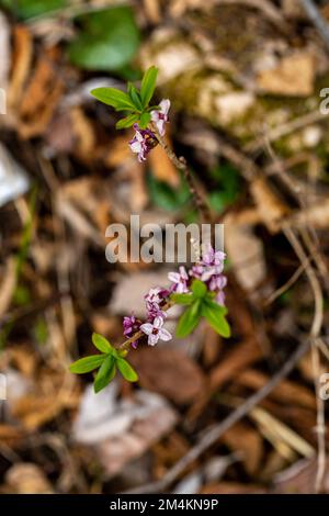 Daphne mezereum flower growing in forest Stock Photo - Alamy