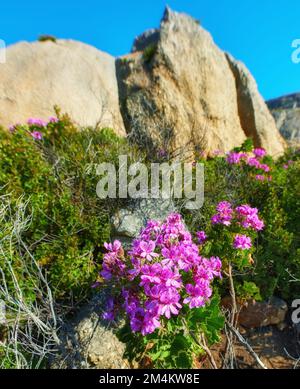 Table Mountain Wild Flowers Stock Photo - Alamy
