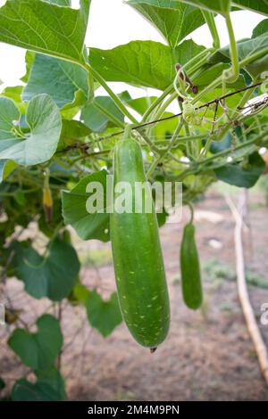Green Bottle guard hanging on the garden tree branch Stock Photo - Alamy