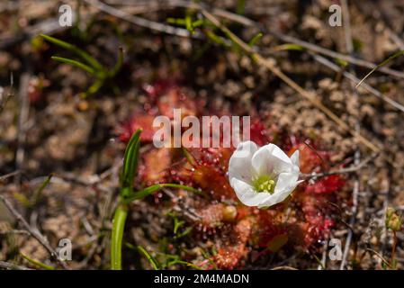 Drosera acaulis (the rare white flowered form) in flower, endemic plant ...