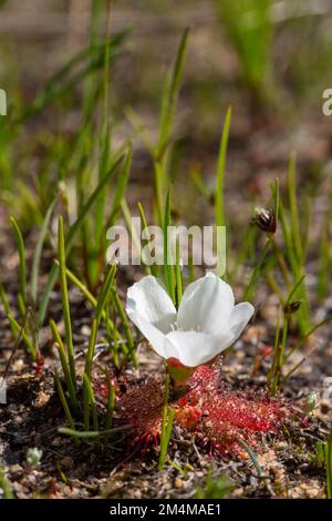 The rare and endemic carnivorous plant Drosera hamiltonii from the ...