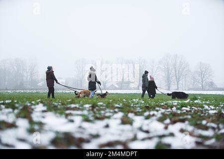 Wide shot of people walking dogs in nature. High quality photo Stock ...