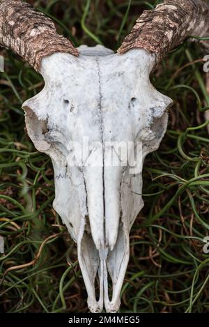 Ovis aries (domestic sheep) horned skull amidst curly rush that grows ...