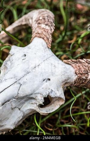 Ovis aries (domestic sheep) horned skull amidst curly rush that grows ...