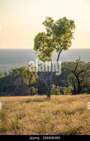 Native Australian Mitchell Grass (Astrebla lappacea) growing in between ...