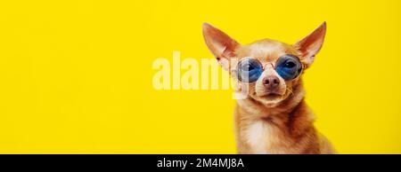 Pedigree dog Toy Terrier in sunglasses against yellow background Stock ...