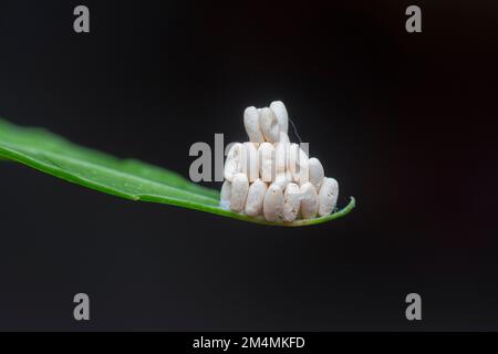 close up of the white hyperparasite hanging on the tip end of the grass ...