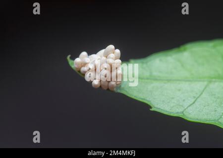 close up of the white hyperparasite hanging on the tip end of the grass ...