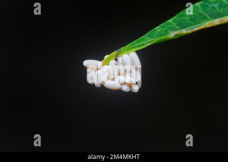 close up of the white hyperparasite hanging on the tip end of the grass ...