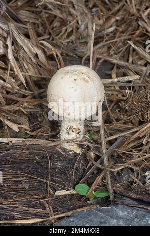 Luminous Porecap (Favolaschia manipularis) fungi growing on log amongst ...