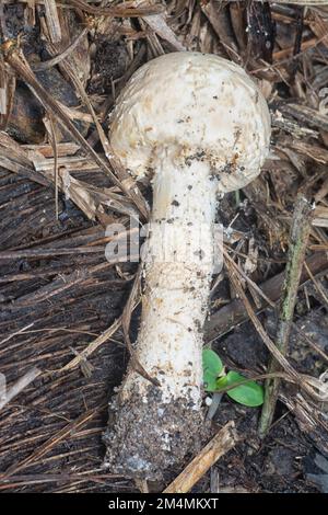 Luminous Porecap (Favolaschia manipularis) fungi growing on log amongst ...