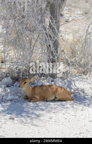 Steenbok Raphicerus campestris Steinbuck small Antelope Steinbok South ...