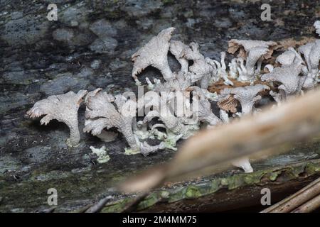 the wild light-brown funnel fan-shaped mushrooms Stock Photo - Alamy
