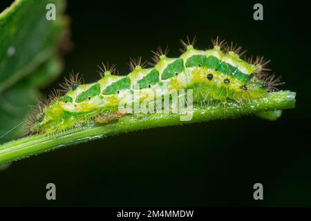 close up of the green rapala pheretima sequeira caterpillar Stock Photo ...