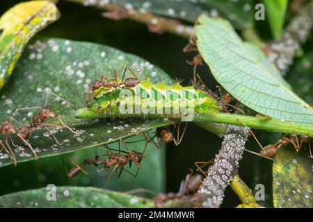 close up of the green rapala pheretima sequeira caterpillar Stock Photo ...