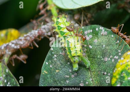 close up of the green rapala pheretima sequeira caterpillar Stock Photo ...