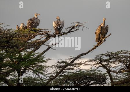 Ruppell's vulture (Gyps rueppellii) on a treetop. This large vulture ...
