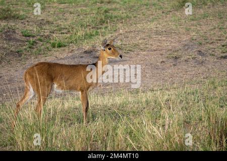 Close up of a Bohor Reedbuck standing in Gaysay Grasslands, Ethiopia ...