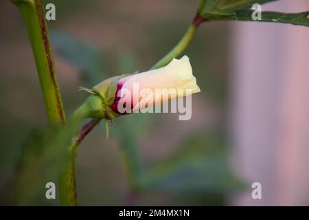 Beautiful ladies finger flower bud with blurry background Stock Photo ...