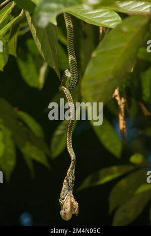 Beautiful Paradise Flying Snake Stock Photo - Alamy